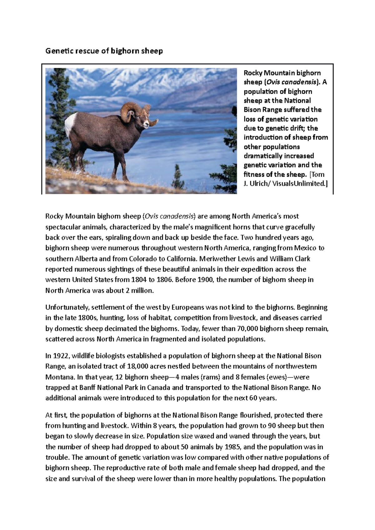 Genetic rescue of bighorn sheep - A population of bighorn sheep at the ...