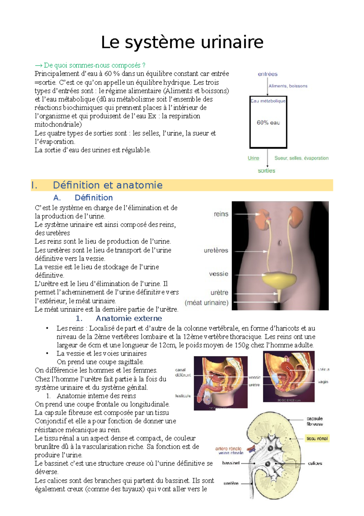 Le système urinaire L1 CAO lyon 1 - Physiologie - UCBL - Studocu