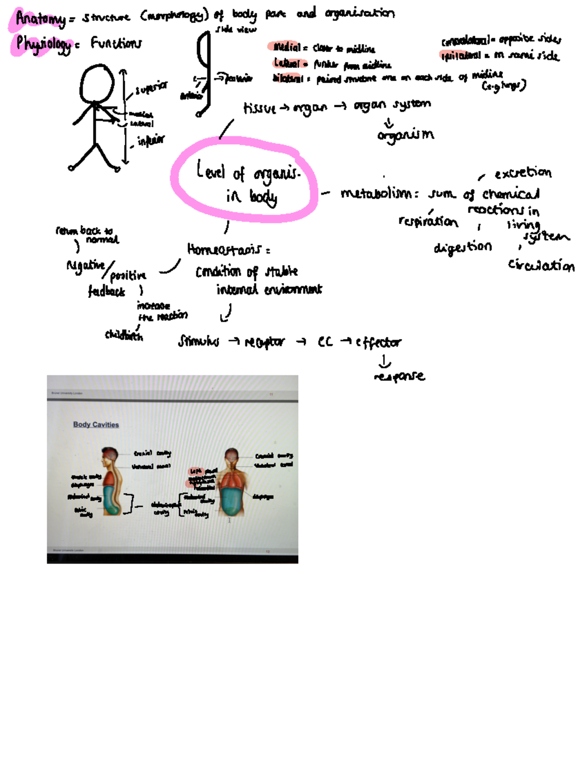 Human BODY Anatomy AND Physiology Recap - Anatomy structure morphology ...