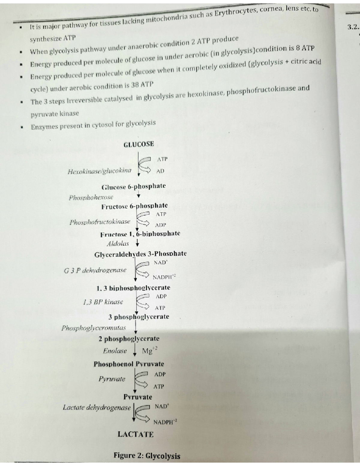 Carbohydrate pg6 - atp - Pharmacy - Studocu