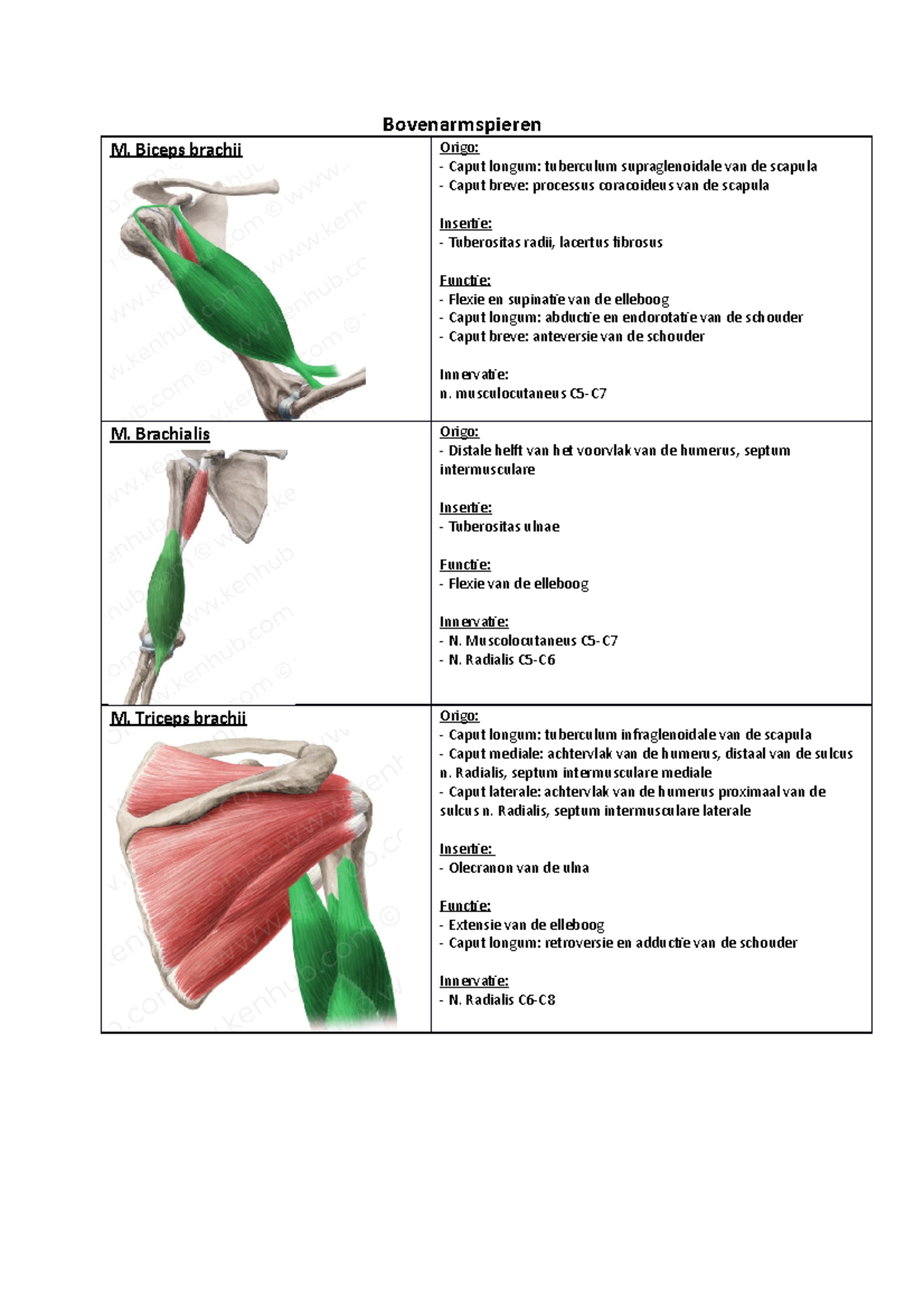 Spieren tabel anatomie m.u.v. CWK - Bovenarmspieren M. Biceps brachii ...