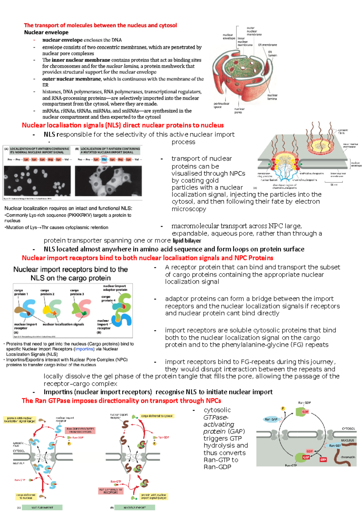 Topic 3 notes - Nuclear localisation signals (NLS) direct nuclear ...