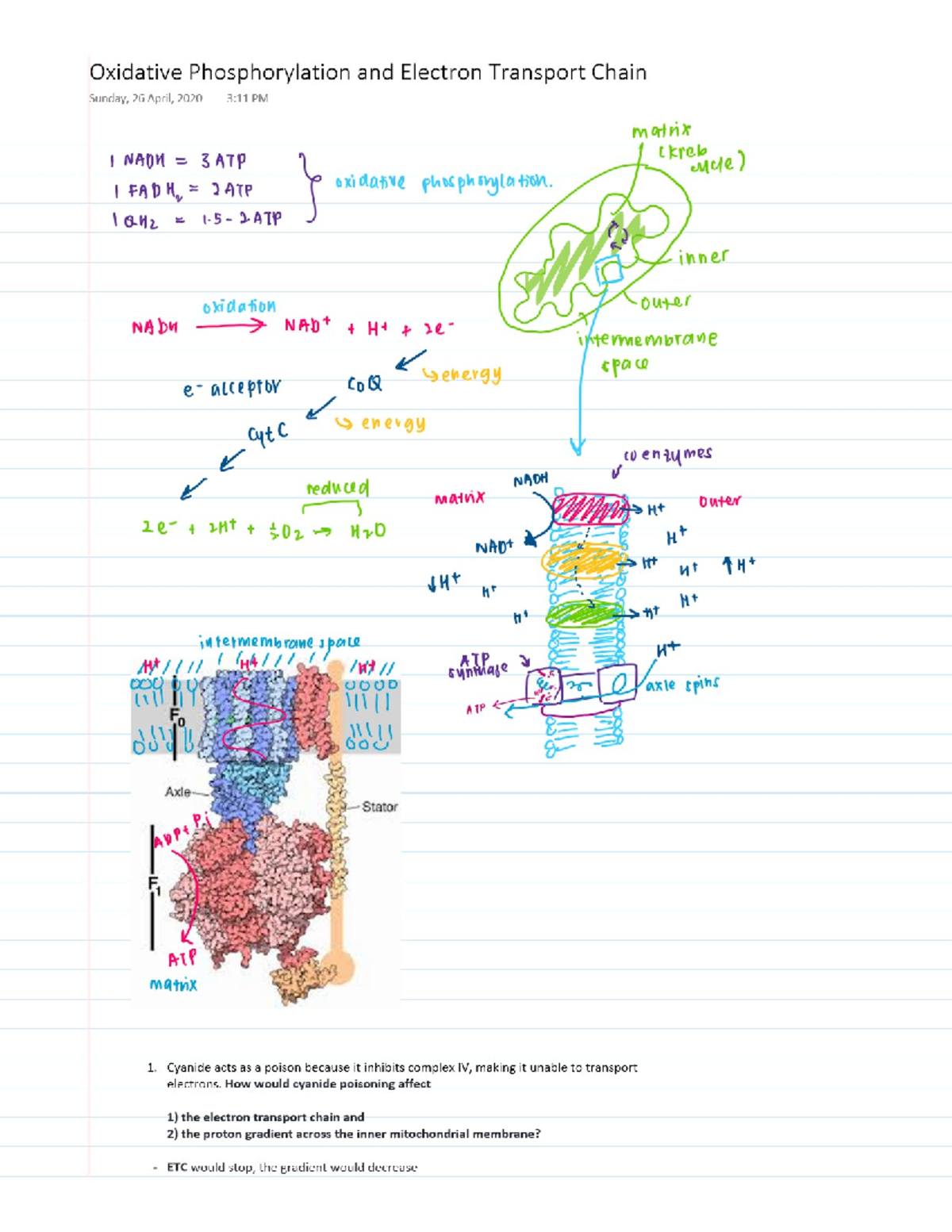 Week 5 ETC and Oxidative Phosphorylation Notes - - Studocu