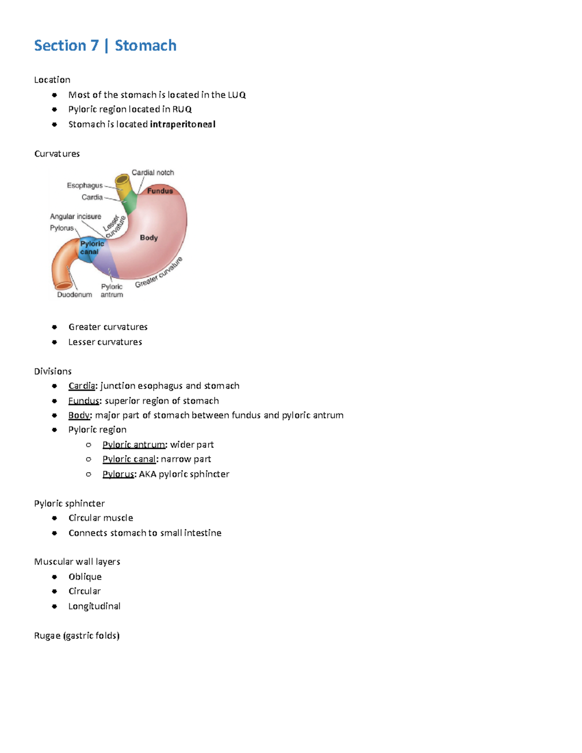 Anatomy: Module 7 Sections 7-10 - Section 7 | Stomach Location Most of ...