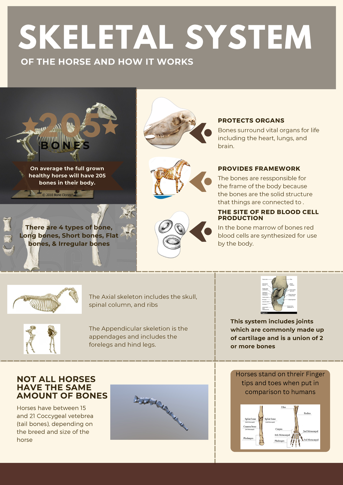 Body system infographic - 205 Bones surround vital organs for life ...