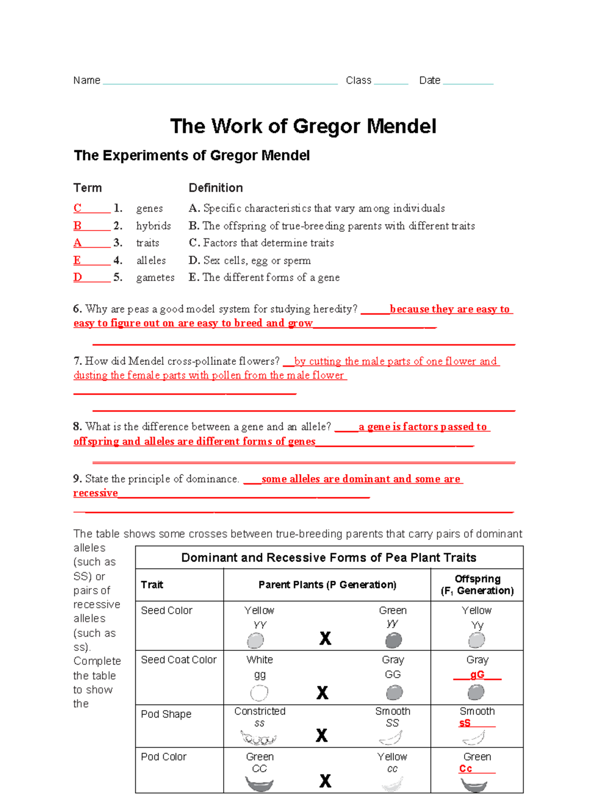 The Work of Mendel - Name Class Date The Work of Gregor Mendel The ...
