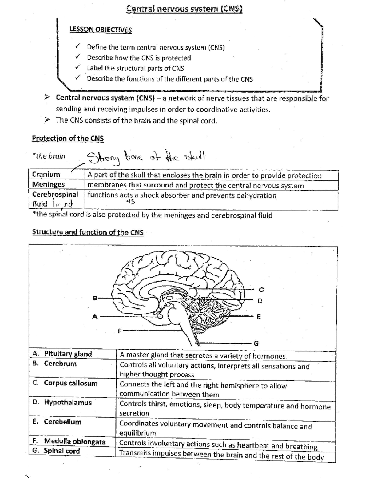 The Human Brain - ZV - Life Sciences Note Some of them they summarize ...
