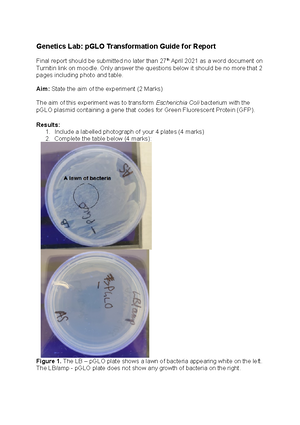 Mendelian Genetics of corn kit Lab Report - UNIT 18 ASSIGNMENT 2 TASK 1 ...