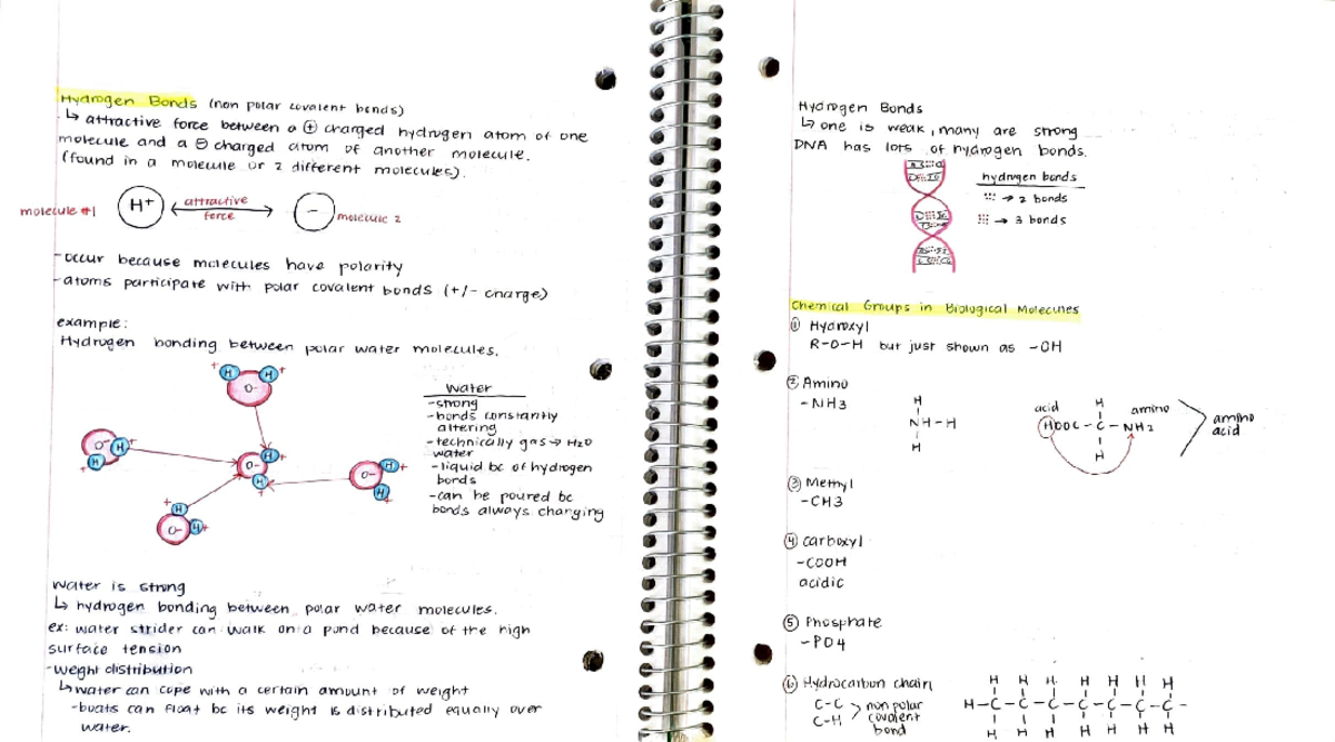 Physiology Notes (Chapter 3) - BIOL 221 - Studocu