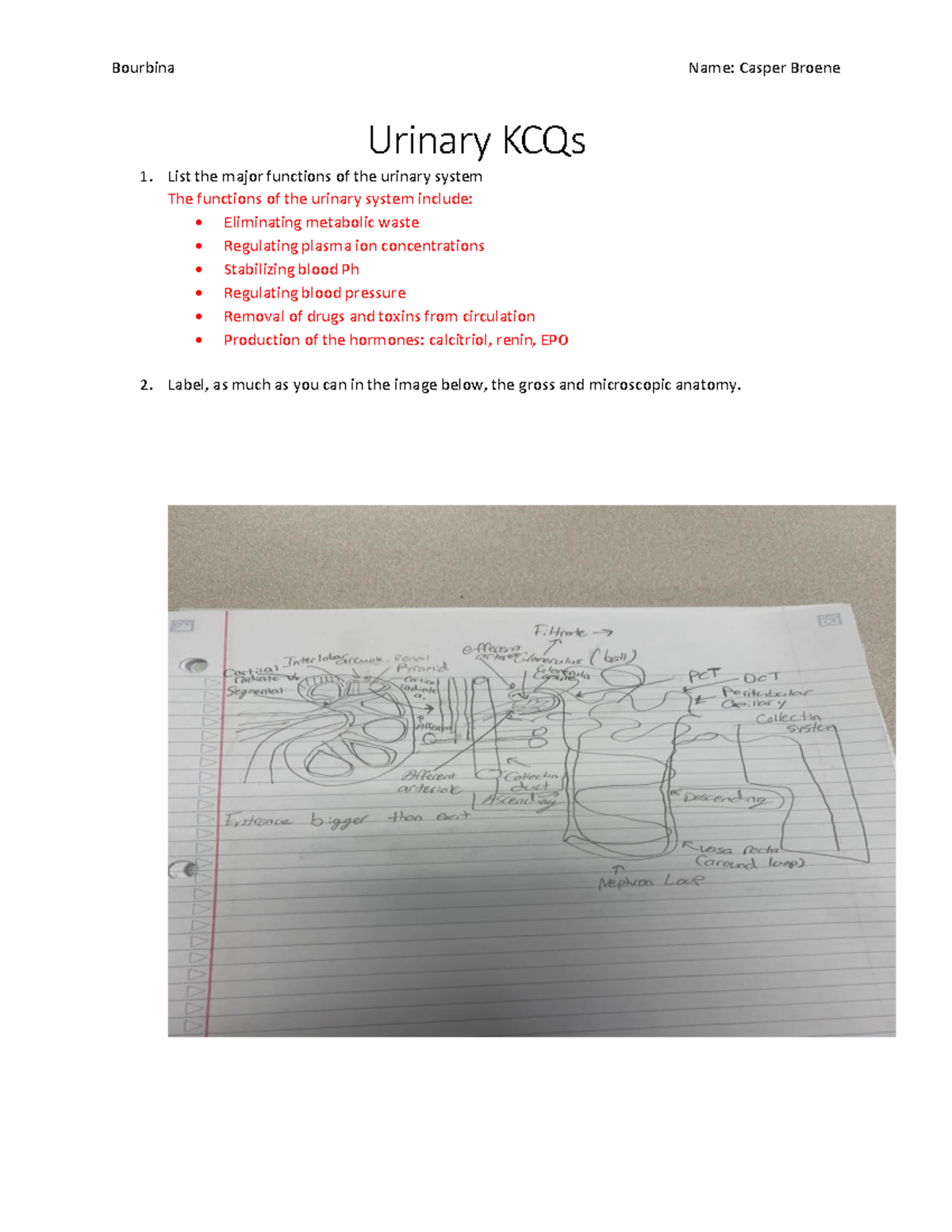 Urinary Pt. 1 Study Guide - Urinary KCQs List the major functions of ...
