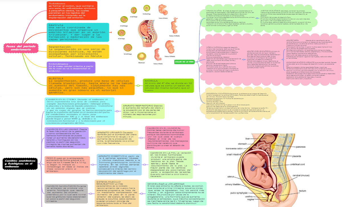 MAPA Mental - ETAPAS DEL EMBARAZO - Biología celular - Studocu