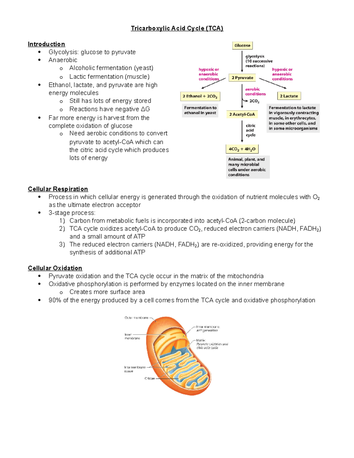 Lecture 6 TCA Cycle - Tricarboxylic Acid Cycle (TCA) Introduction ...