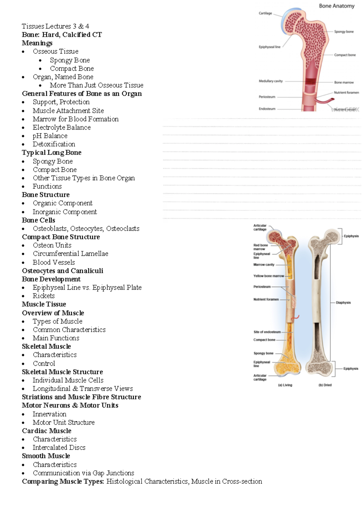 Tissues Lectures 3 and 4 - Tissues Lectures 3 & 4 Bone: Hard, Calcified ...
