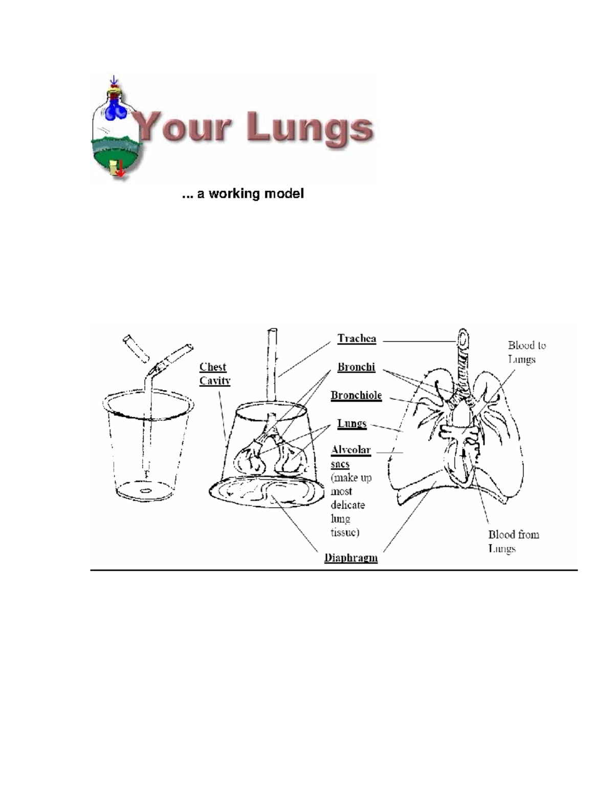 Lung model for pisa - Activity sheet - ... a working model Materials ...