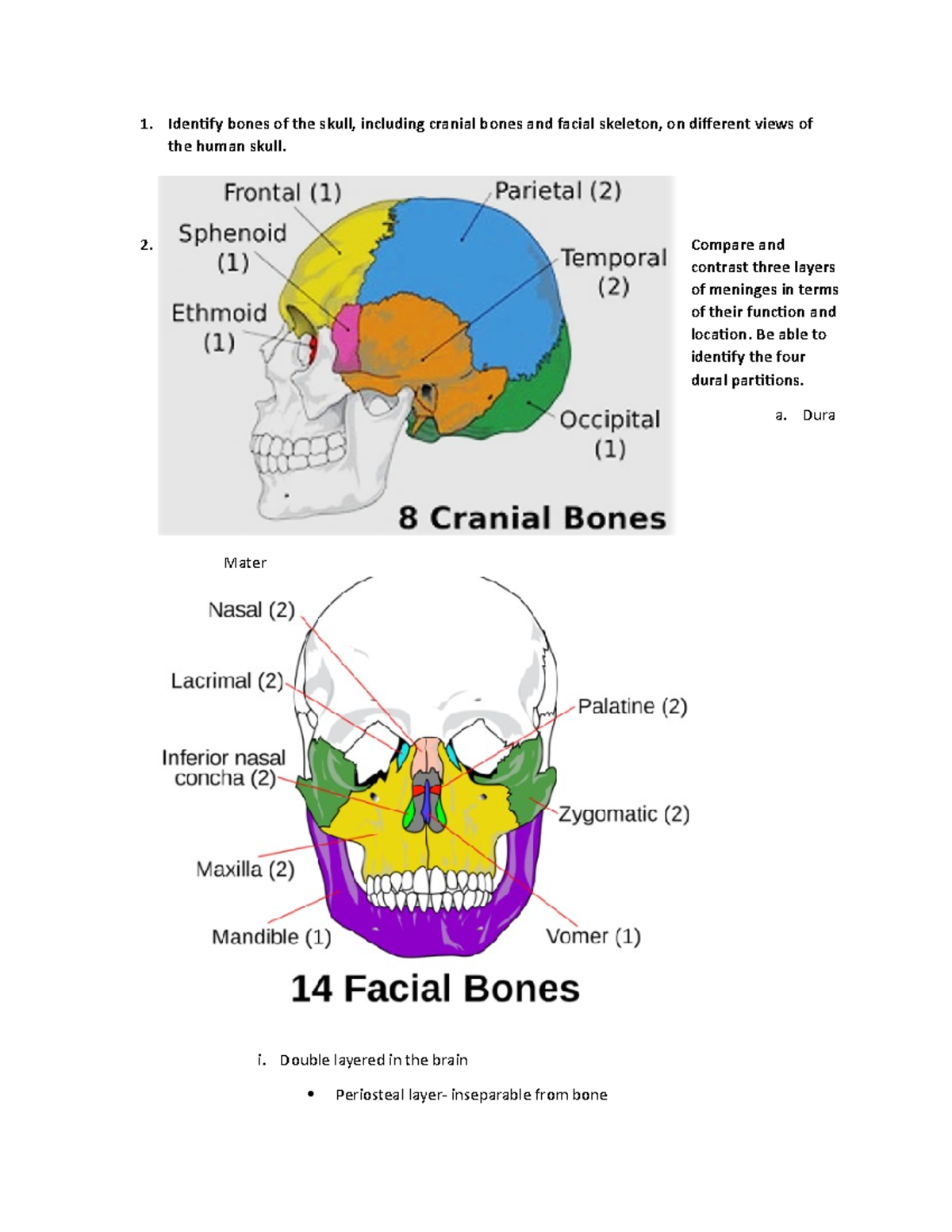 Unit3Lecture 1Learning Objectives - Identify bones of the skull ...