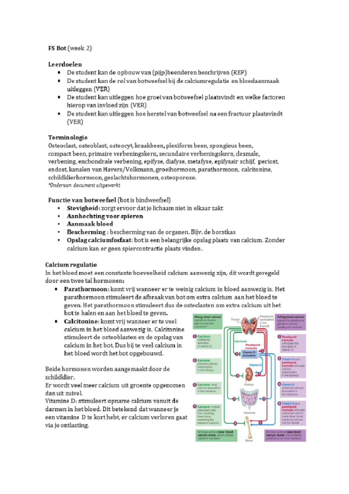 Bot - samenvattig bot - Anatomie (oud) - Studeersnel