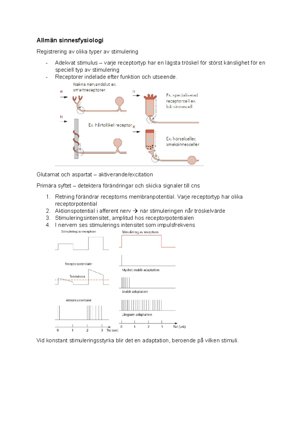 Sinnesfysiologi - olika receptorer, adekvat stimuli, stavar och tappar ...
