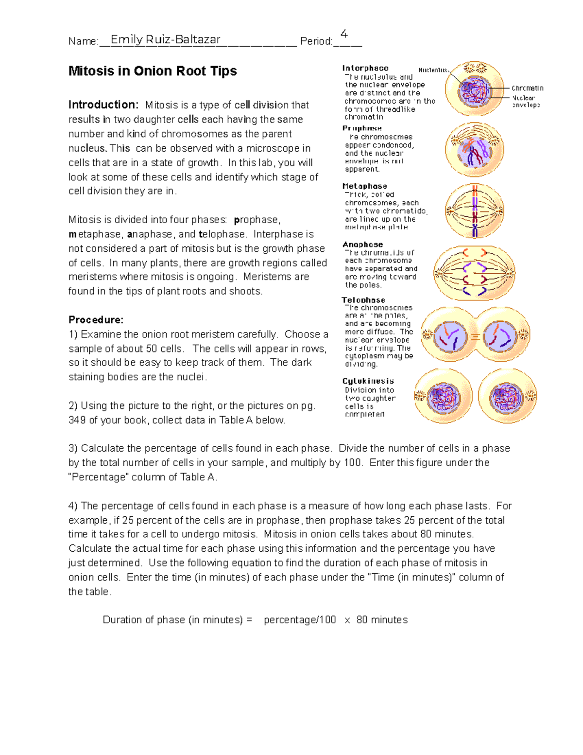 Mitosis Onion Root Lab - Name:__________________________________ Period ...
