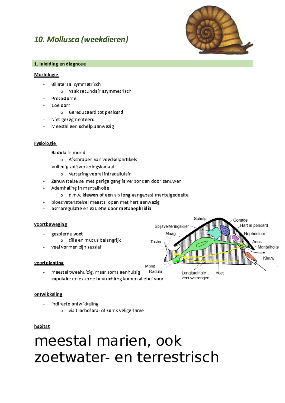10 - Mollusca - 10. Mollusca (weekdieren) 1. Inleiding en diagnose ...