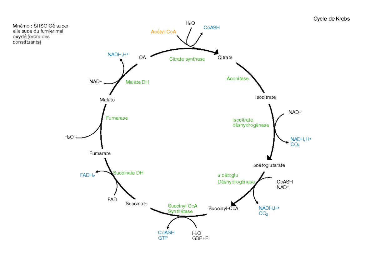 Cycle de krebs - OA Malate Fumarate Succinate Succinyl-CoA Isocitrate ...