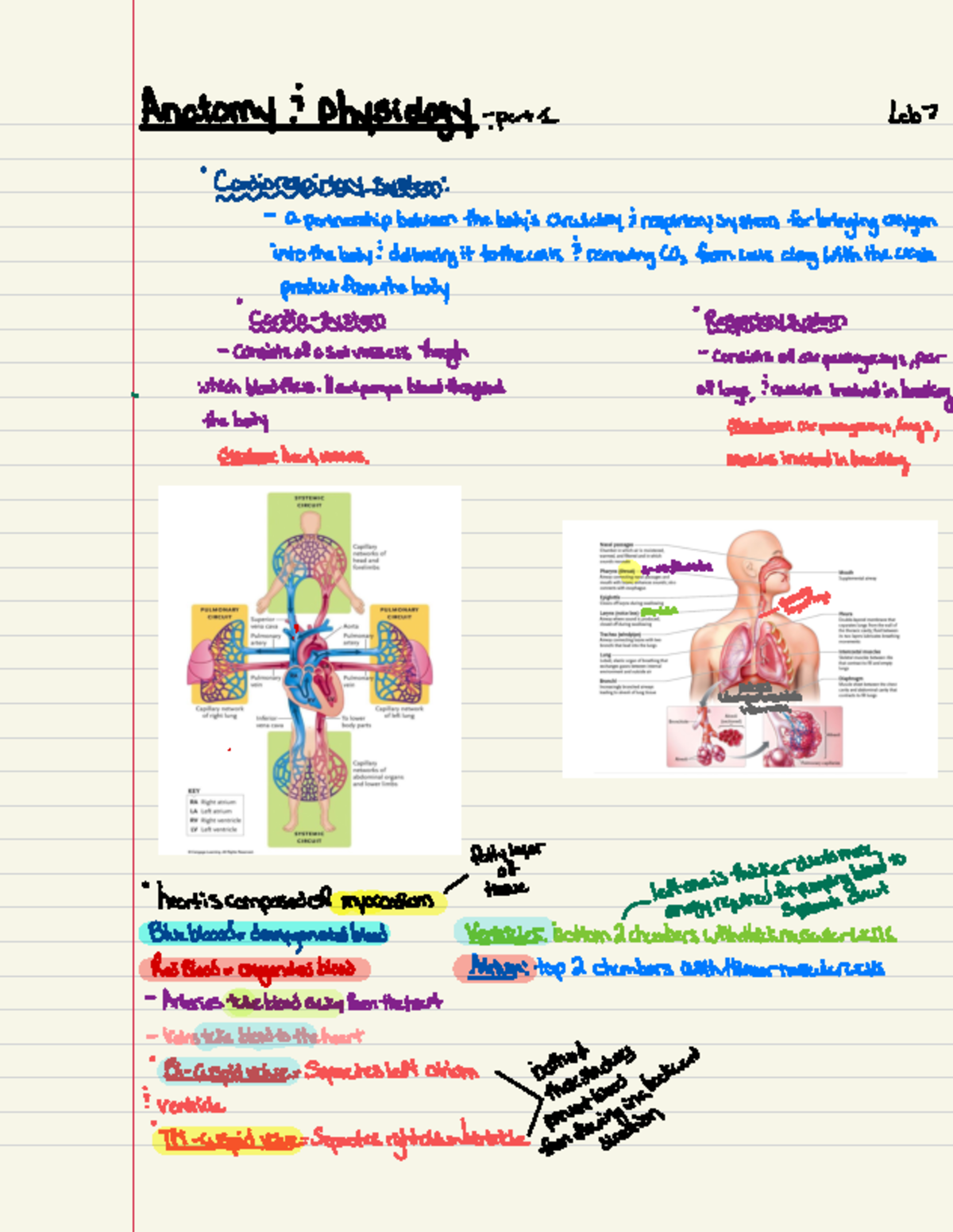 Anatomy And Physiology Part 1 - Anatomy." Physiology - part [cb ...