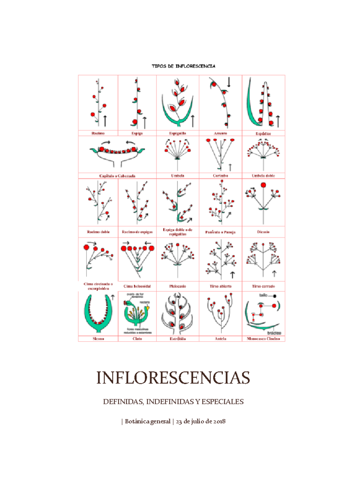 Inflorescencias 2 - INFLORESCENCIAS DEFINIDAS, INDEFINIDAS Y ESPECIALES ...