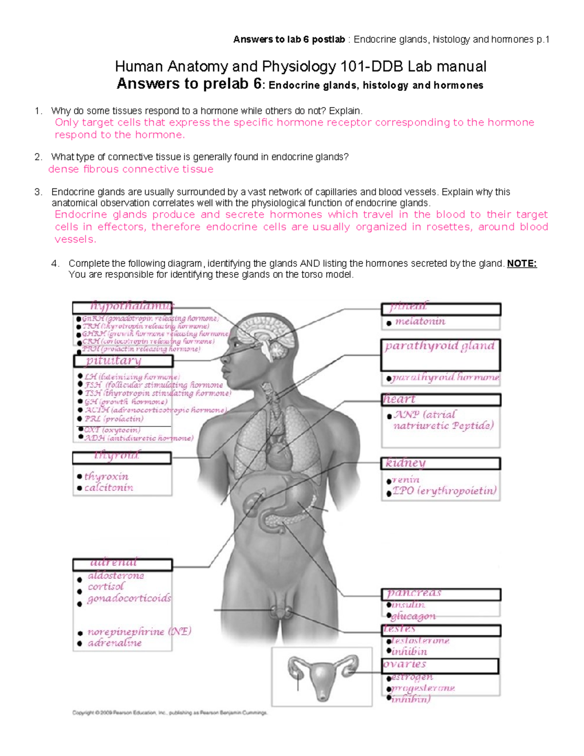 Lab endocrine answers - Human Anatomy and Physiology 101-DDB Lab manual ...