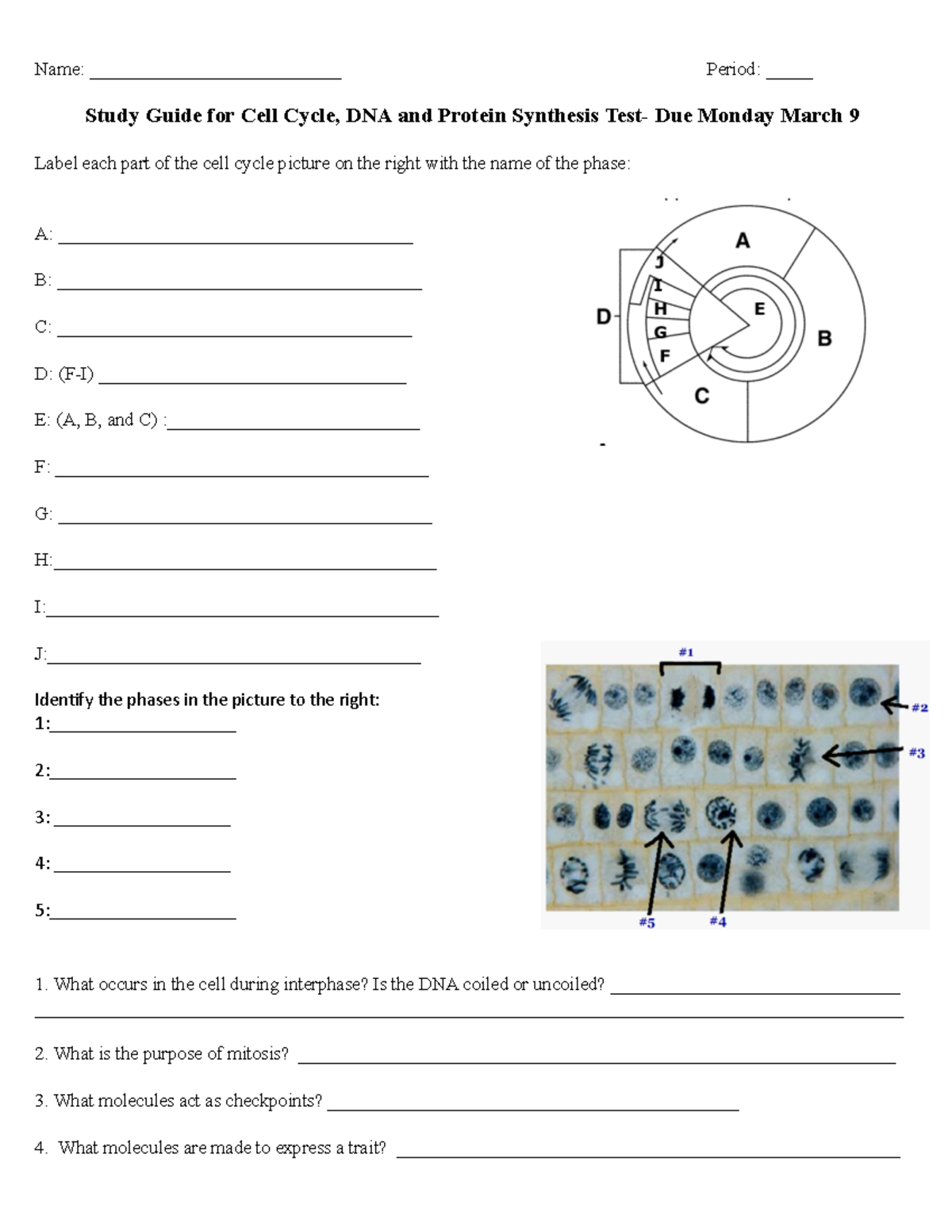 26 review sheet- meiosis protein syn dna rna - Name ...