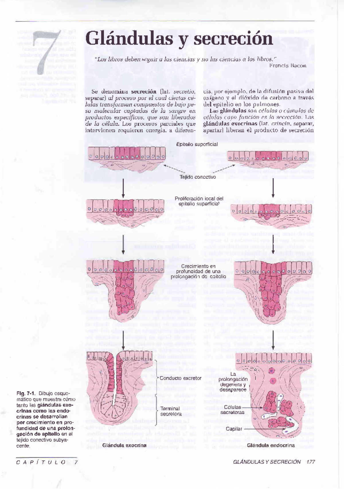 Capitulo 7 Glandulas y secrecion - Fig-1. Dibujo esque- mático oue ...