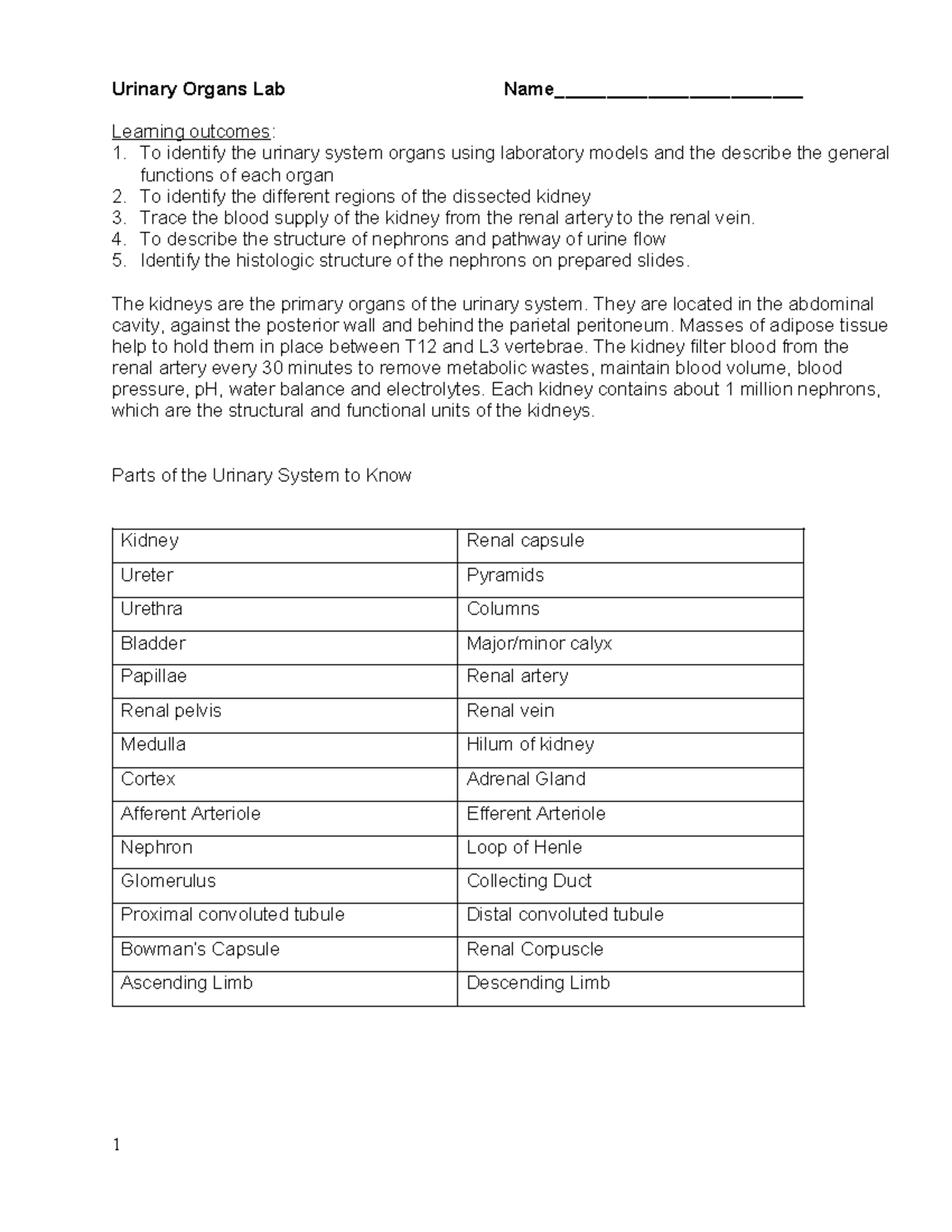 Urinary organs lab 23 - Urinary Organs Lab Name ...