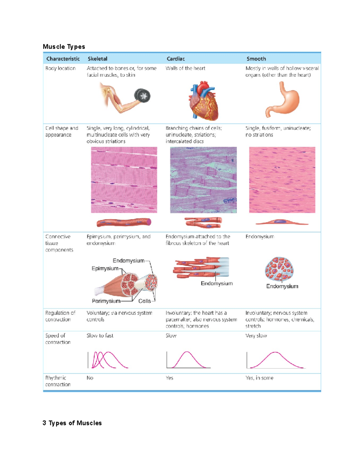 Chapter 6 Muscular System - Muscle Types 3 Types of Muscles Skeletal ...
