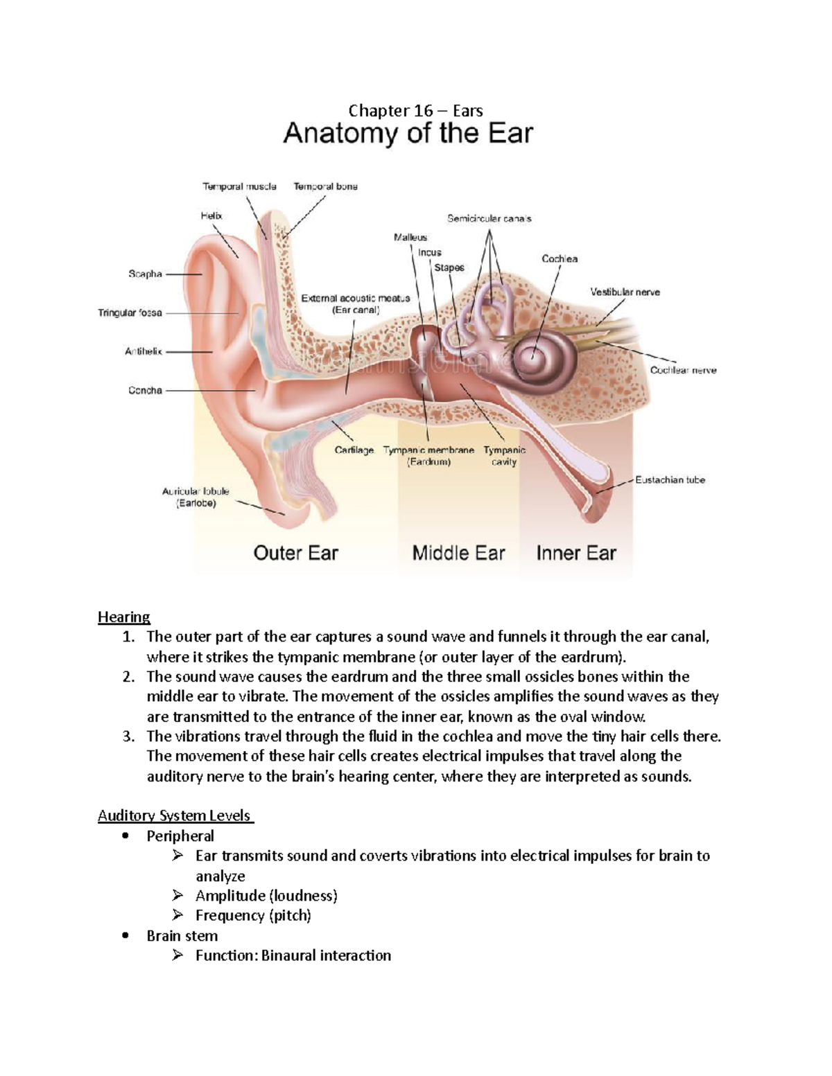 Chapter 16 Ear and Auditory Special Senses - Chapter 16 – Ears Hearing ...