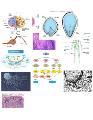 407848839 Manual de Fracturas - Descargar Manual De Fracturas (5ª Ed ...