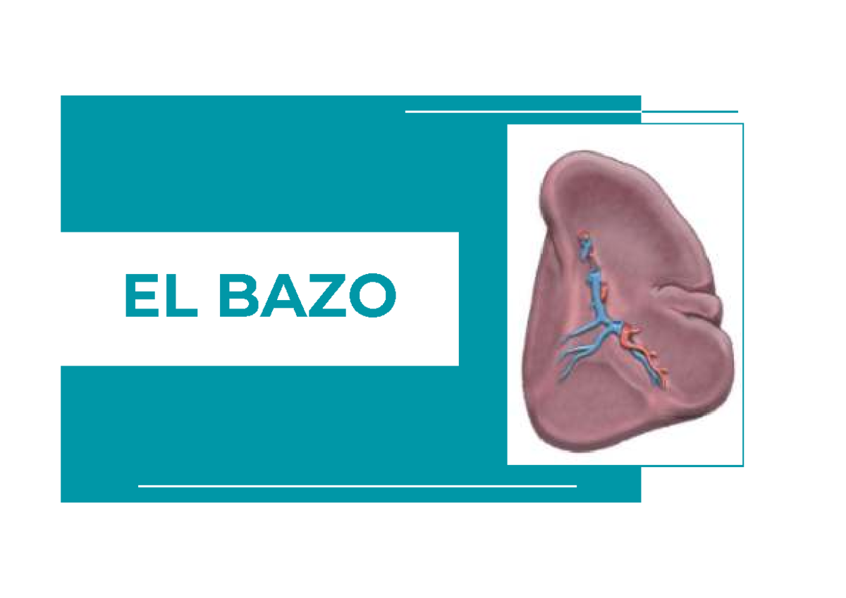 El bazo - Diapositiva - Anatomía Descriptiva - Apoyo - EL BAZOEL BAZO ...