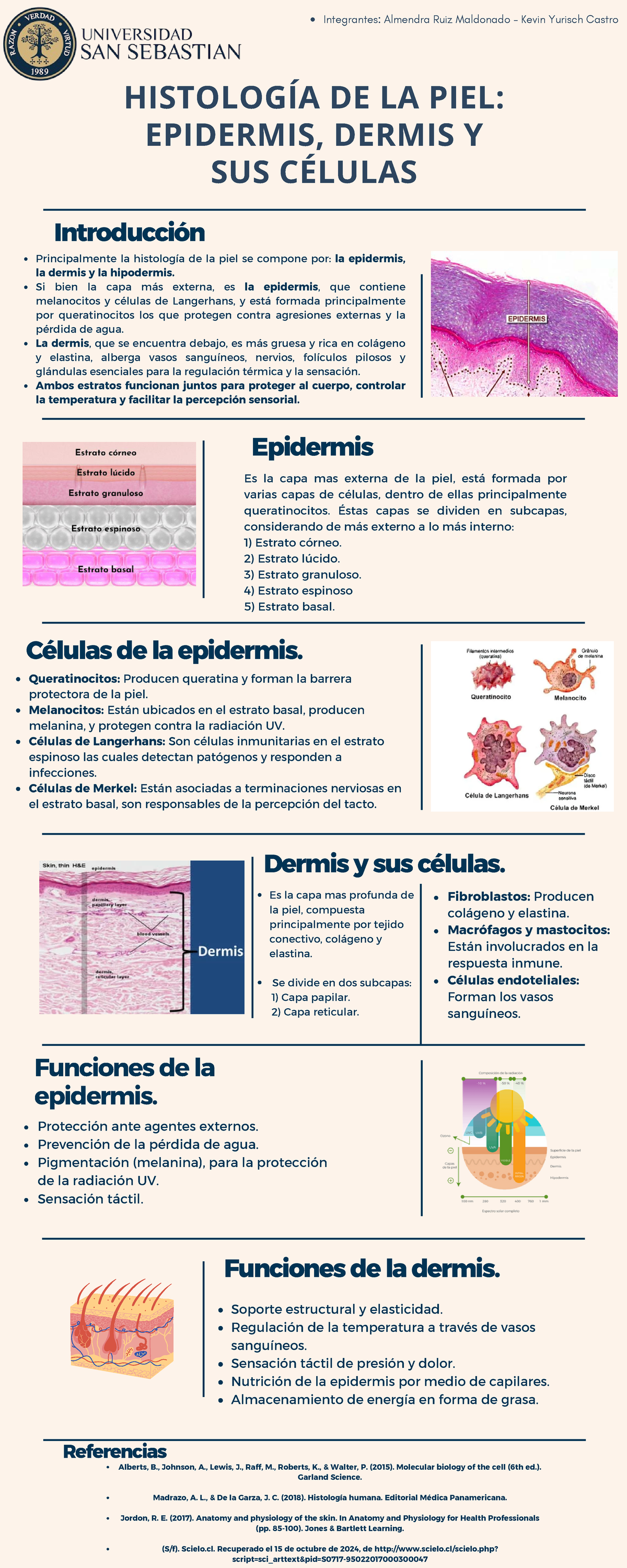 Infografía histoembrio - Células de la epidermis. Queratinocitos ...