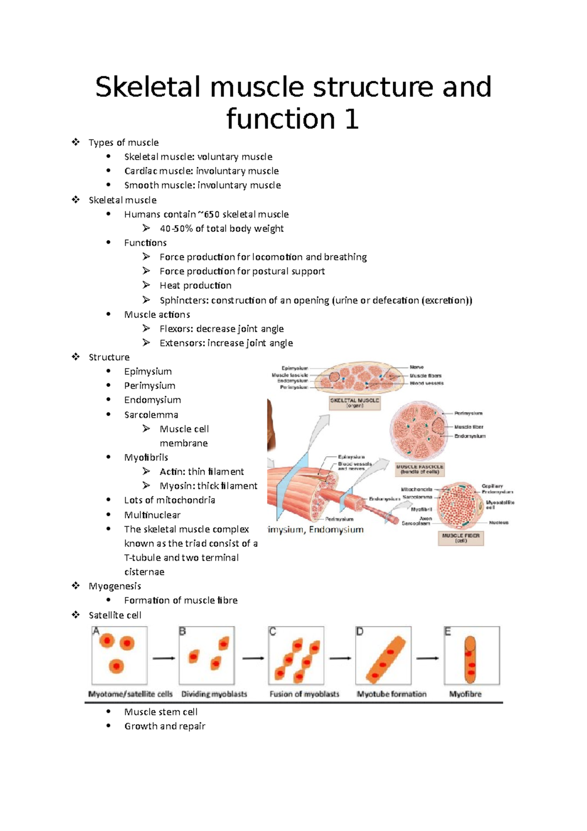 19 skeletal muscle structure and function 1 - Skeletal muscle structure ...