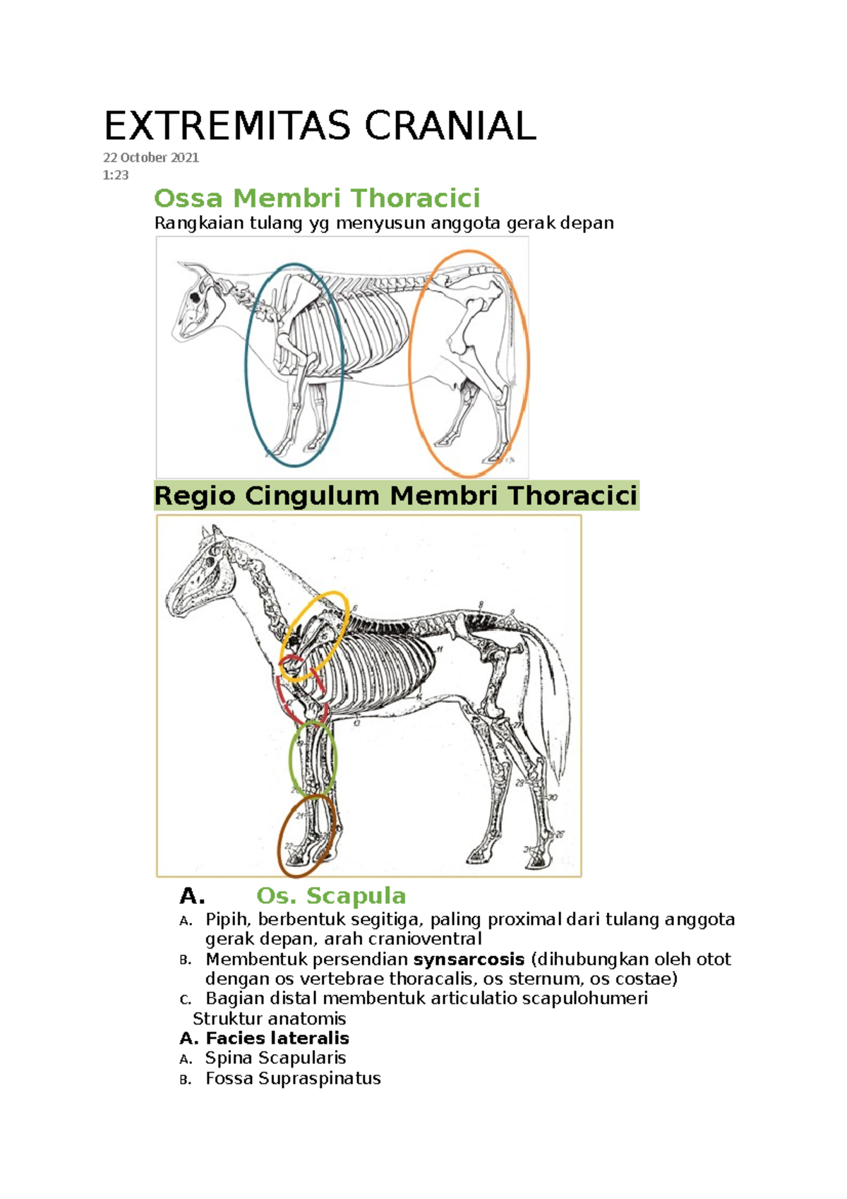 Extremitas Cranial - good - EXTREMITAS CRANIAL 22 October 2021 1: Ossa ...