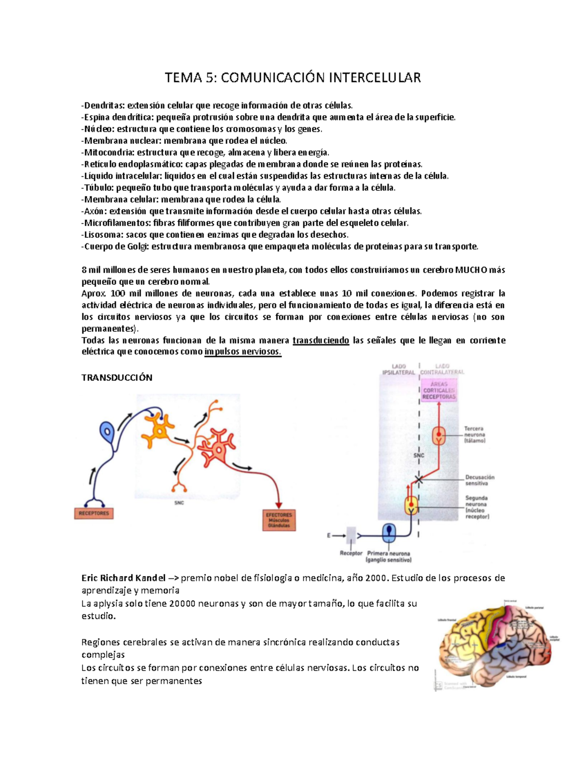 TEMA 5 - tema 5 - TEMA 5: COMUNICACIÓN INTERCELULAR -Dendritas: extensión celular que recoge ...