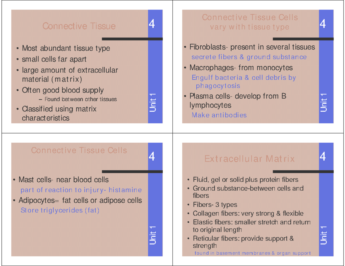Chapter 4 Tissues Connective Tissue Power Point Physio - 4 Connective ...