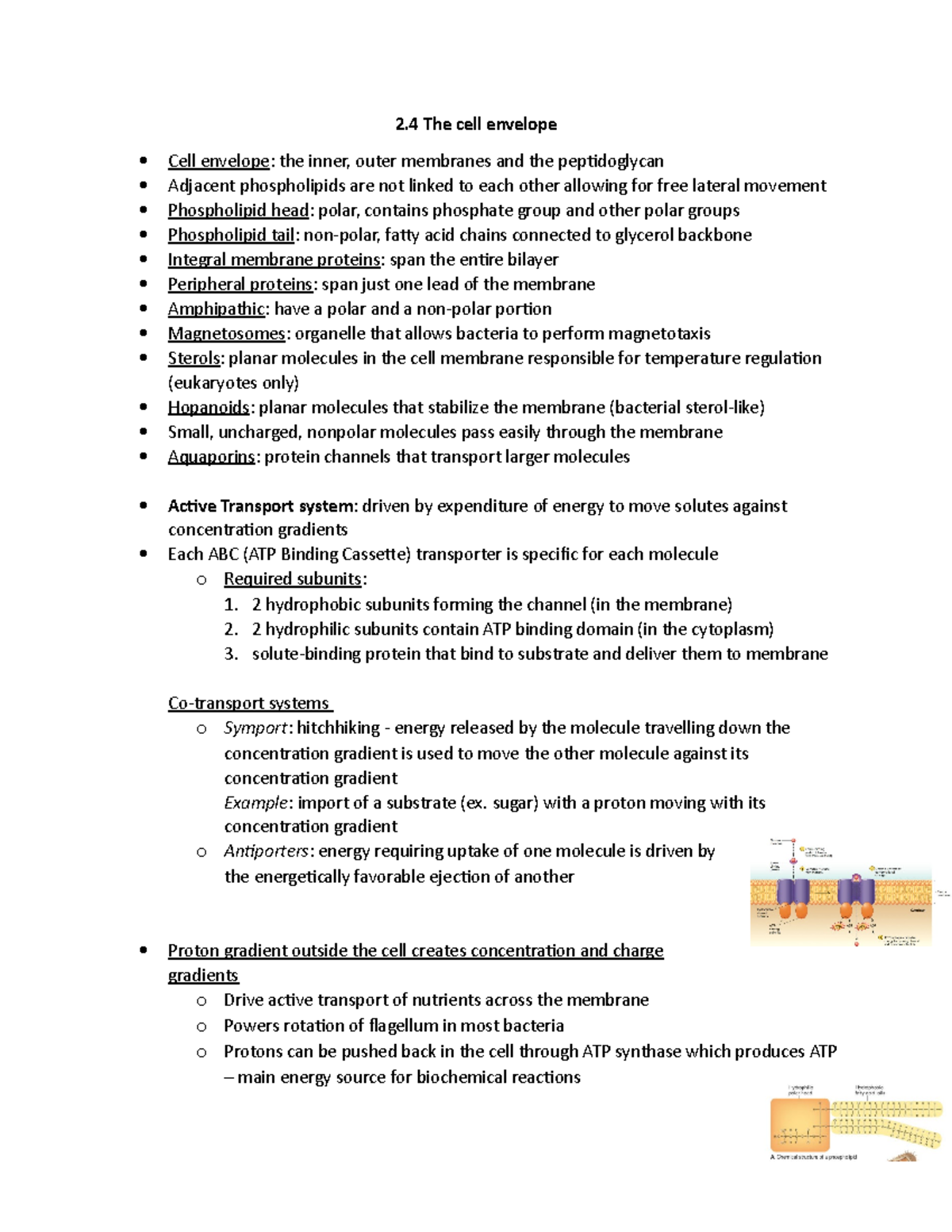 2.4 The cell envelope - Summary Microbiology - 2 The cell envelope Cell ...