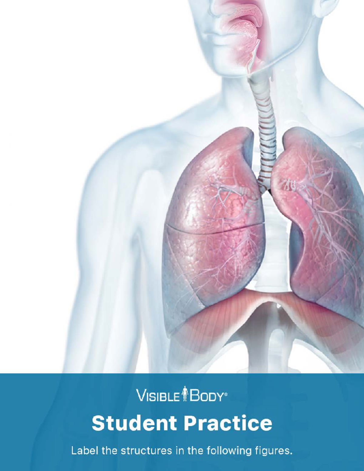 Atlas - Source: Respiratory System View “Upper Respiratory System” (I ...