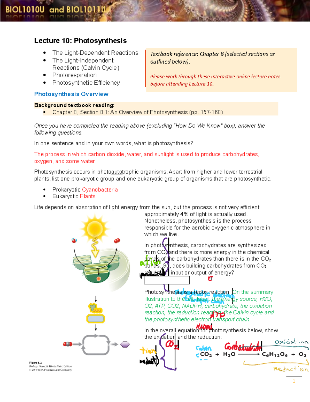 10. Photosynthesis interactive notes 2022 - Lecture 10: Photosynthesis ...