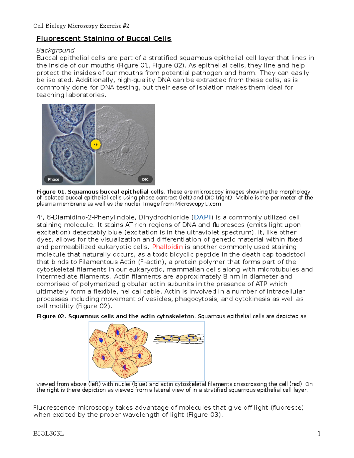 Fluorescent Staining of Buccal Cells - Fluorescent Staining of Buccal ...