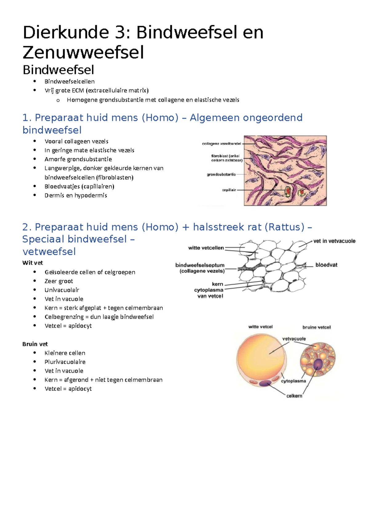Dierkunde 3 Bindweefsel en Spierweefsel - Dierkunde 3: Bindweefsel en ...