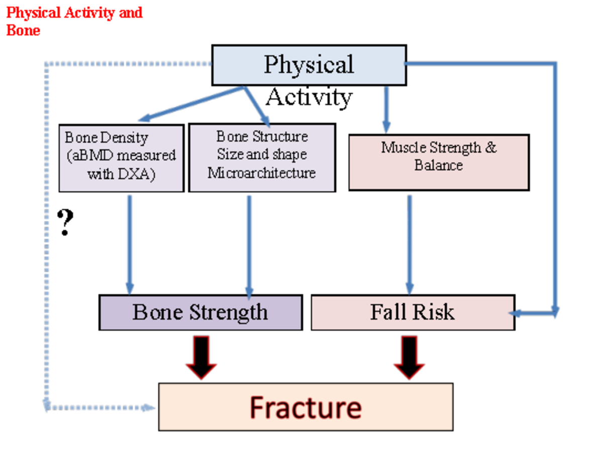 Bone Health and Exercise - PLN 103 - Physical Activity and Bone ...