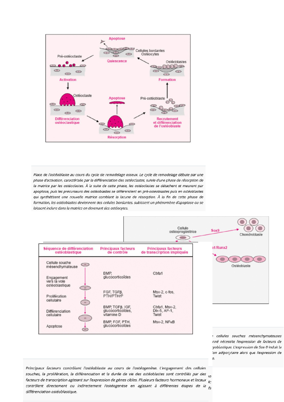 Ostéogénèse - Ostéogénèse - Histologie générale - Studocu
