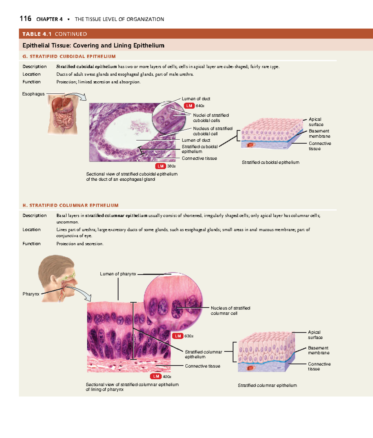 Anatomyand Physiology-50 - 116 CHAPTER 4 • THE TISSUE LEVEL OF ...
