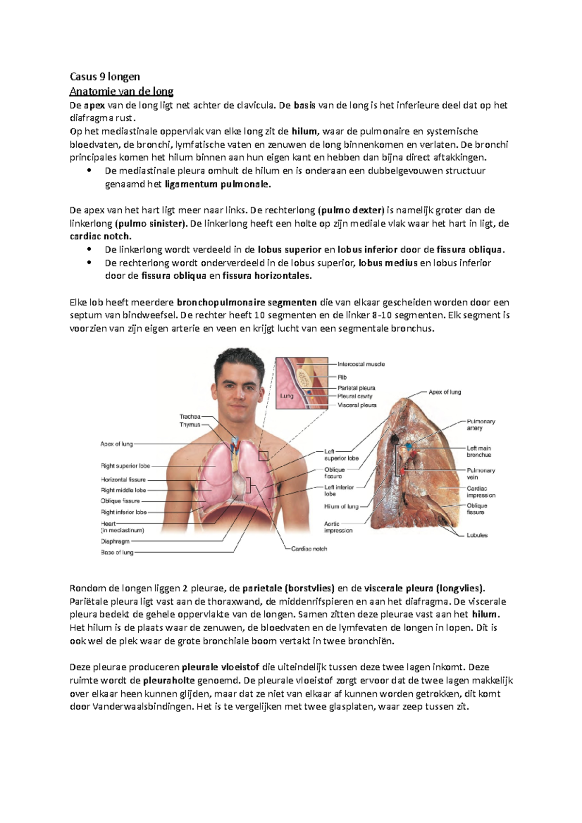 Casus 9 longen - Casus 9 longen Anatomie van de long De apex van de ...