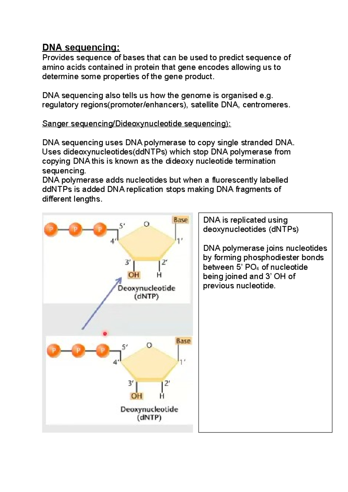 DNA sequencing and PCR - summarised lecture notes - DNA sequencing ...