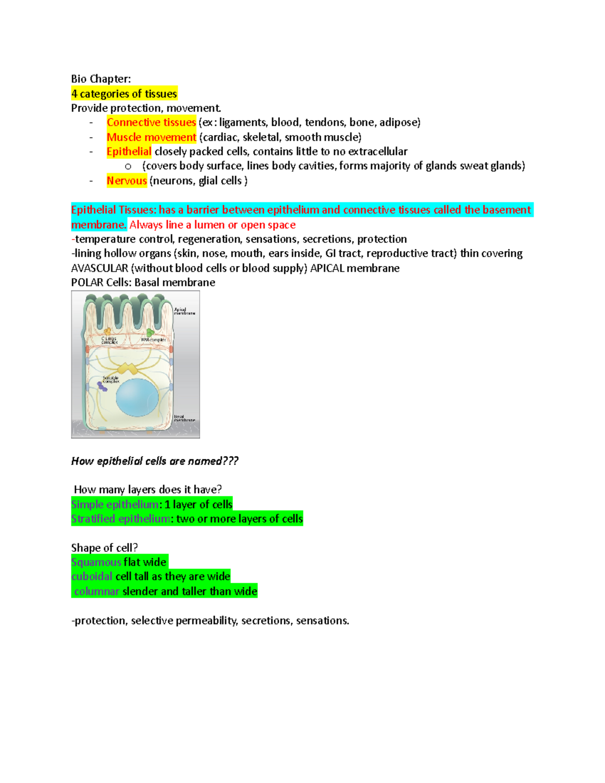 Categories of Tissues: Bio Chapter 4 - Studocu